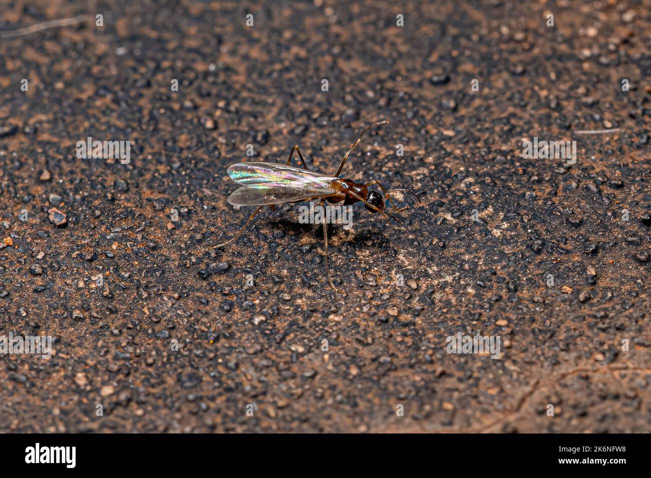 Adult Male Ant of the Tribe Leptomyrmecini Stock Photo - Alamy