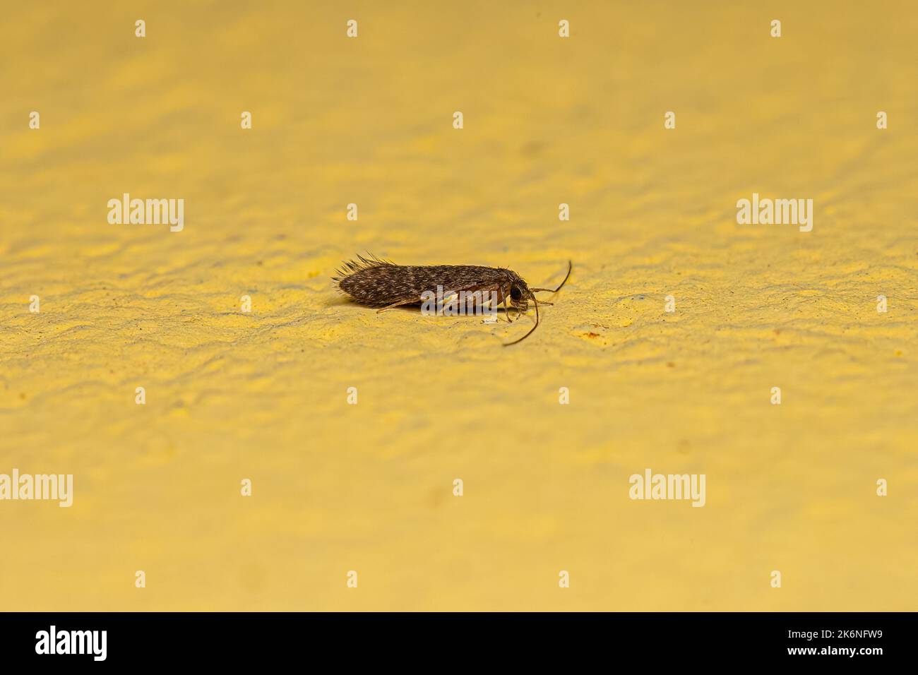 Adult Caddisfly Insect of the Order Trichoptera Stock Photo - Alamy