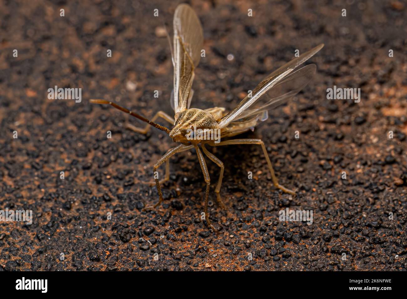Small Adult Stink Bug of the Family Pentatomidae Stock Photo - Alamy