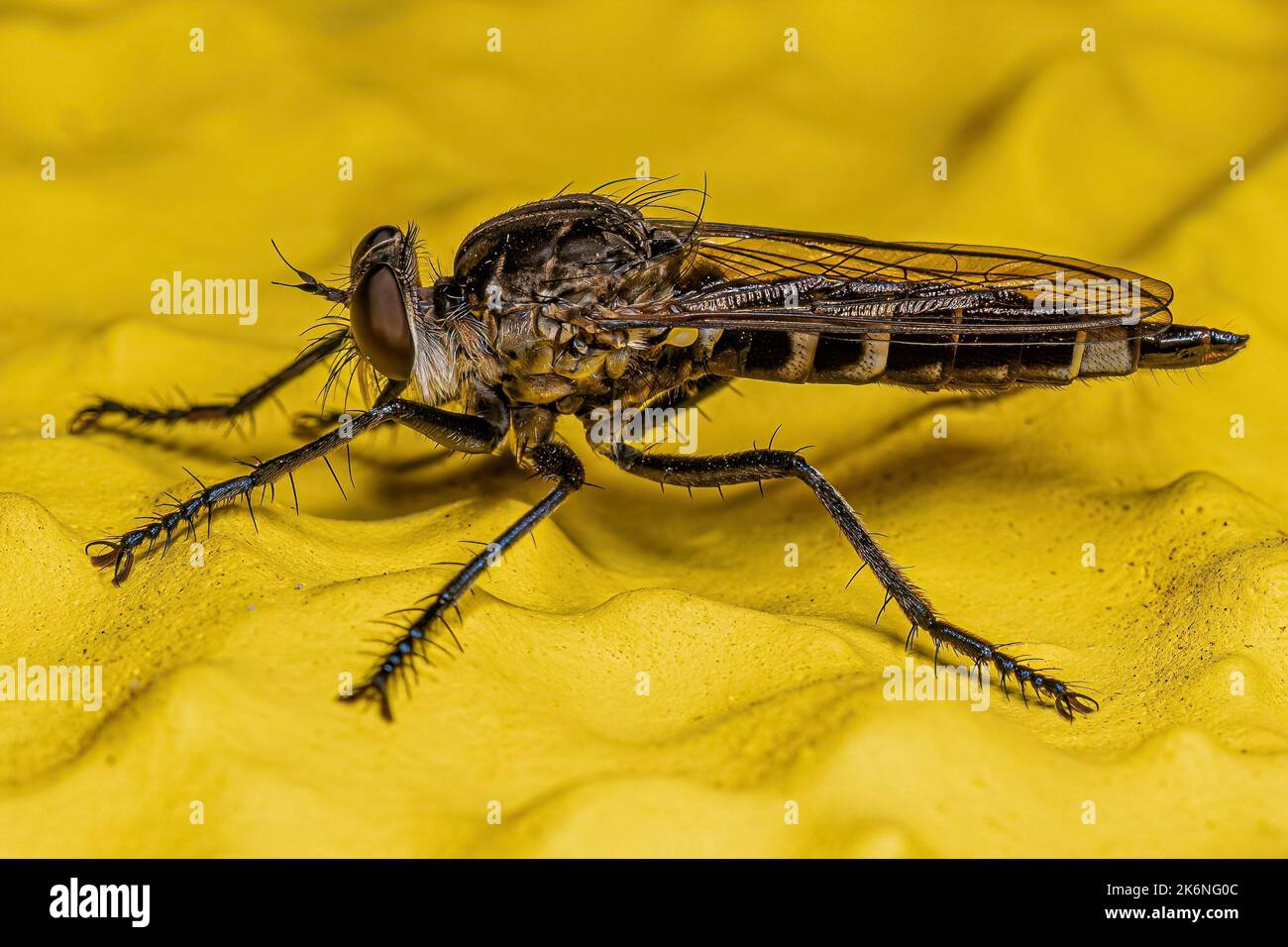 Female robberfly hi-res stock photography and images - Alamy