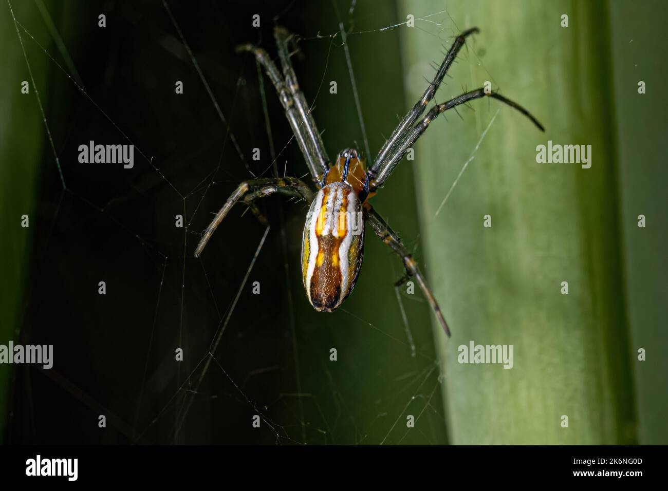 Basilica Orbweaver Spider of the species Mecynogea lemniscata Stock ...