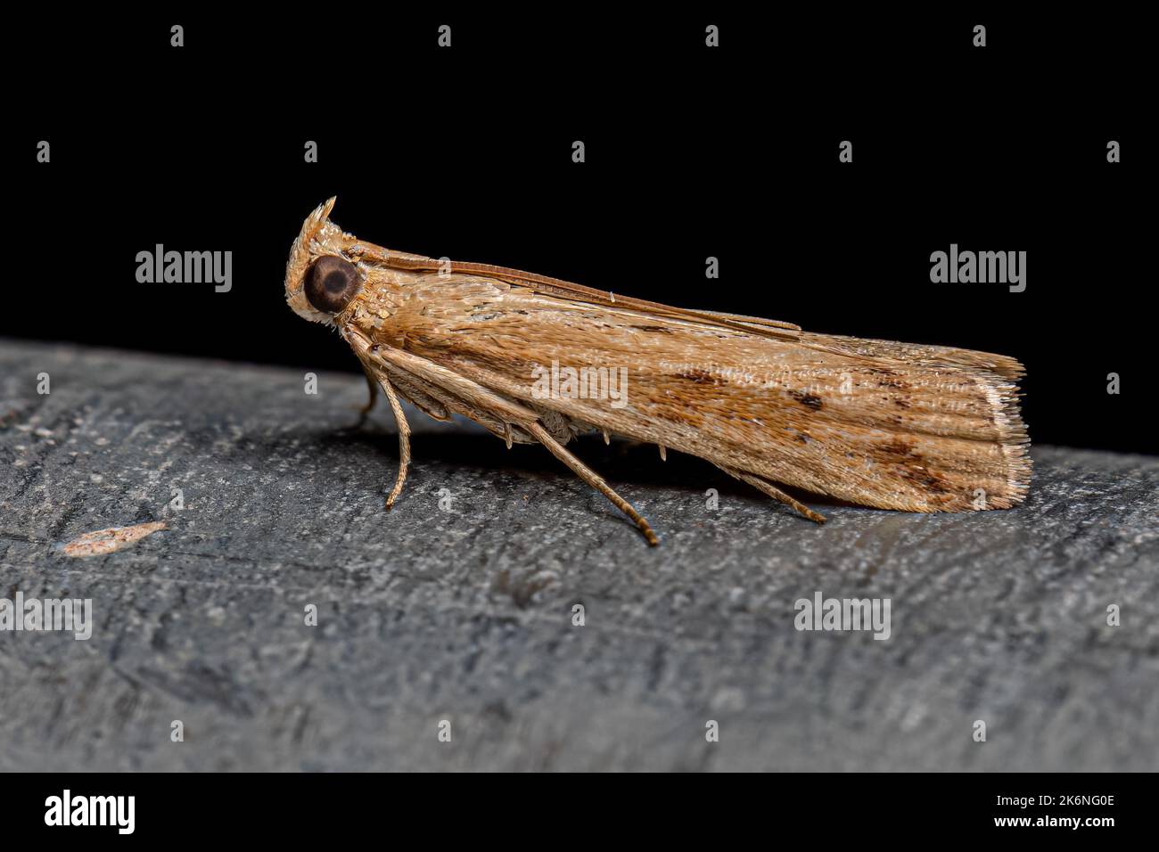 Lesser cornstalk borer moth hi-res stock photography and images - Alamy