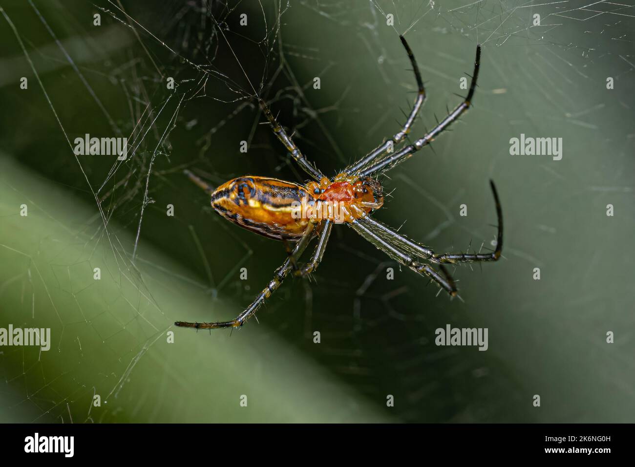 Basilica Orbweaver Spider of the species Mecynogea lemniscata Stock ...
