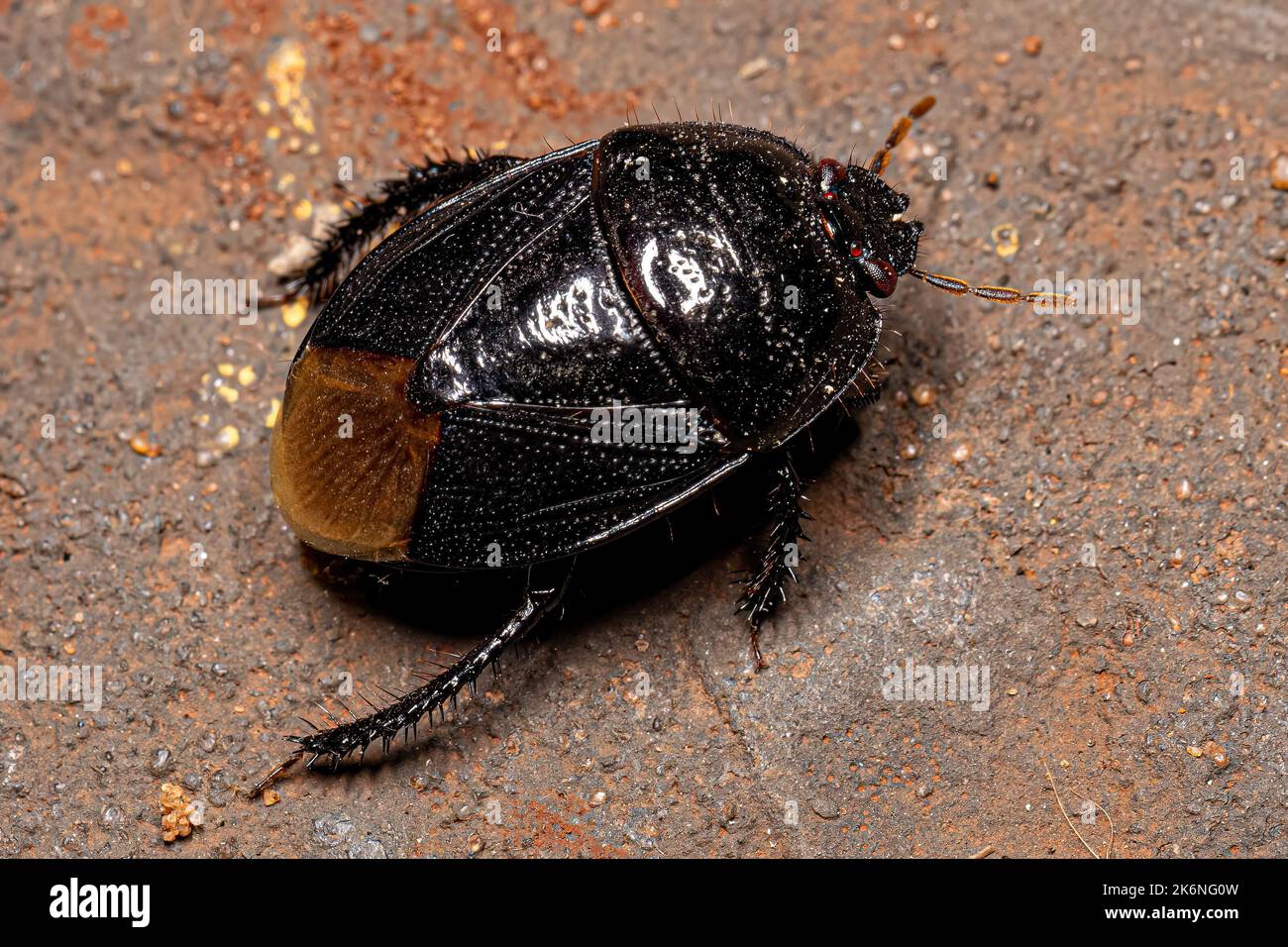Adult Burrowing Bug of the Family Cydnidae Stock Photo - Alamy