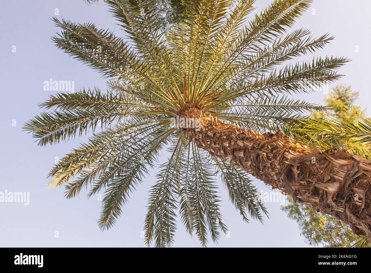 Date palm tree hi-res stock photography and images - Alamy