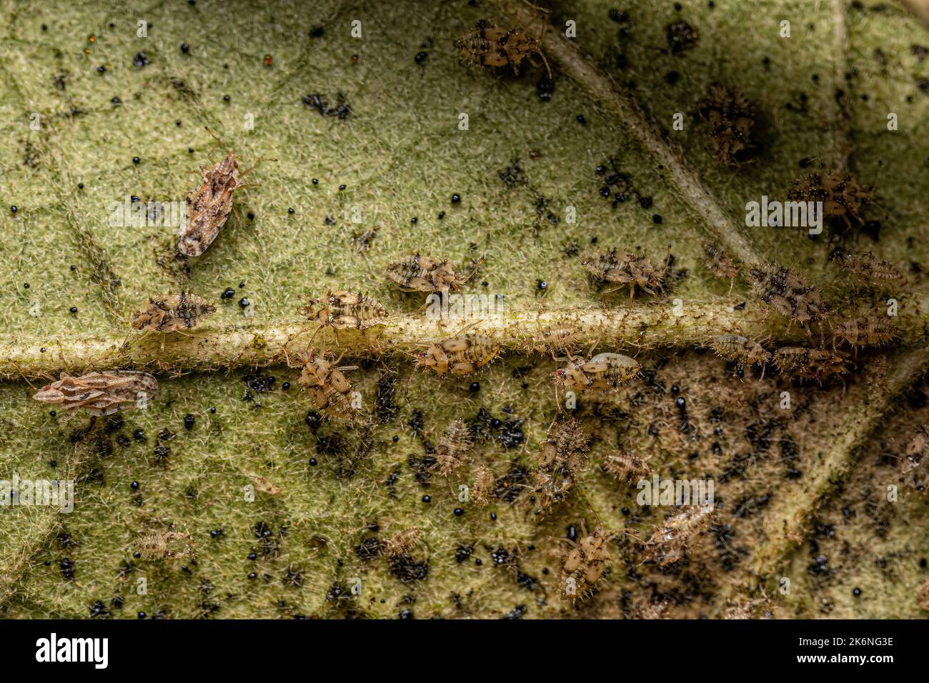 Small Lace Bug Nymphs and Adults of the Family Tingidae on a leaf of ...