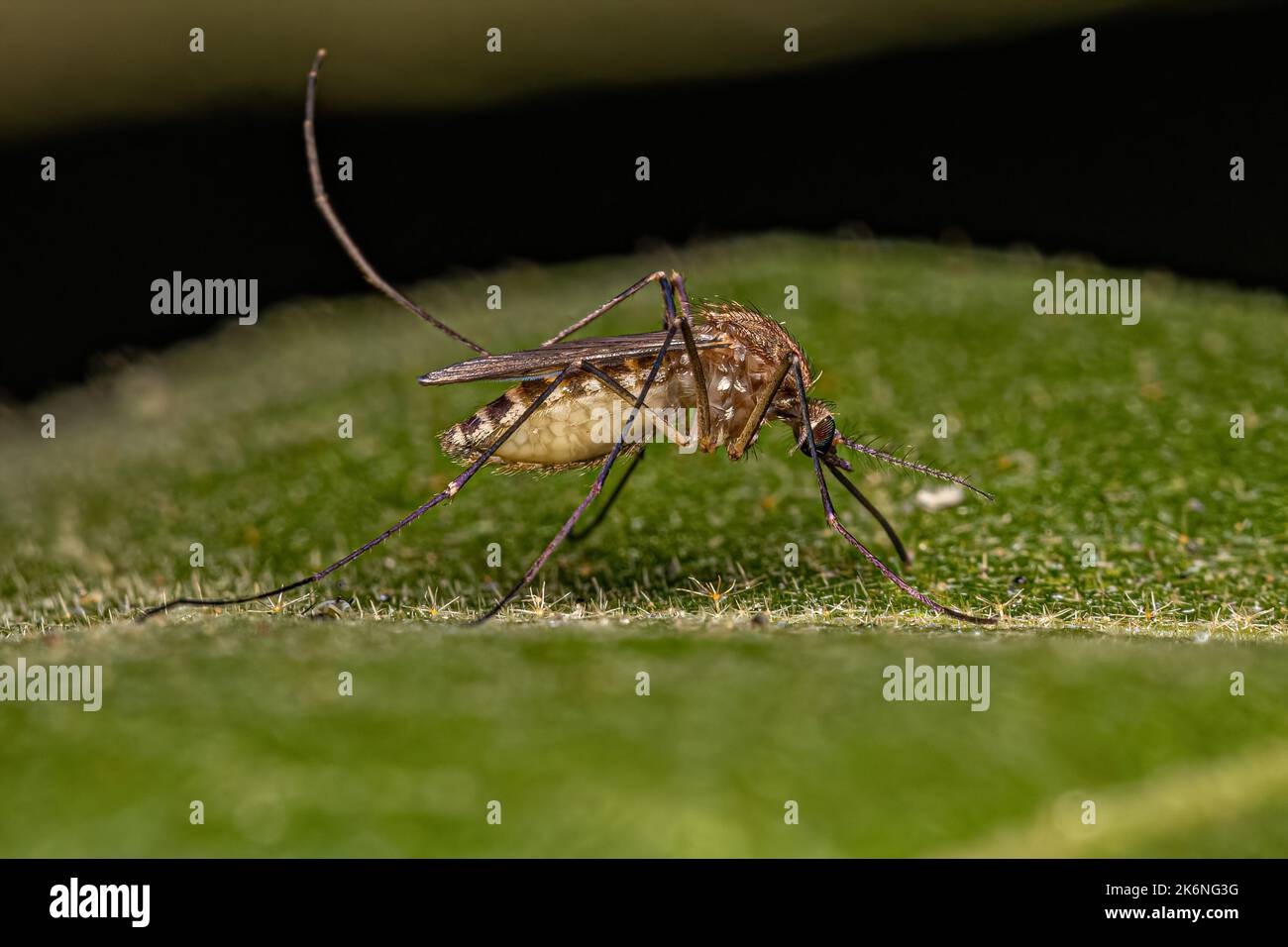 Adult Female Southern House Mosquito Insect of the species Culex ...