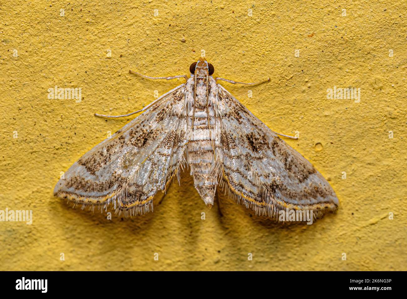 Adult Crambid Moth of the Family Crambidae Stock Photo - Alamy