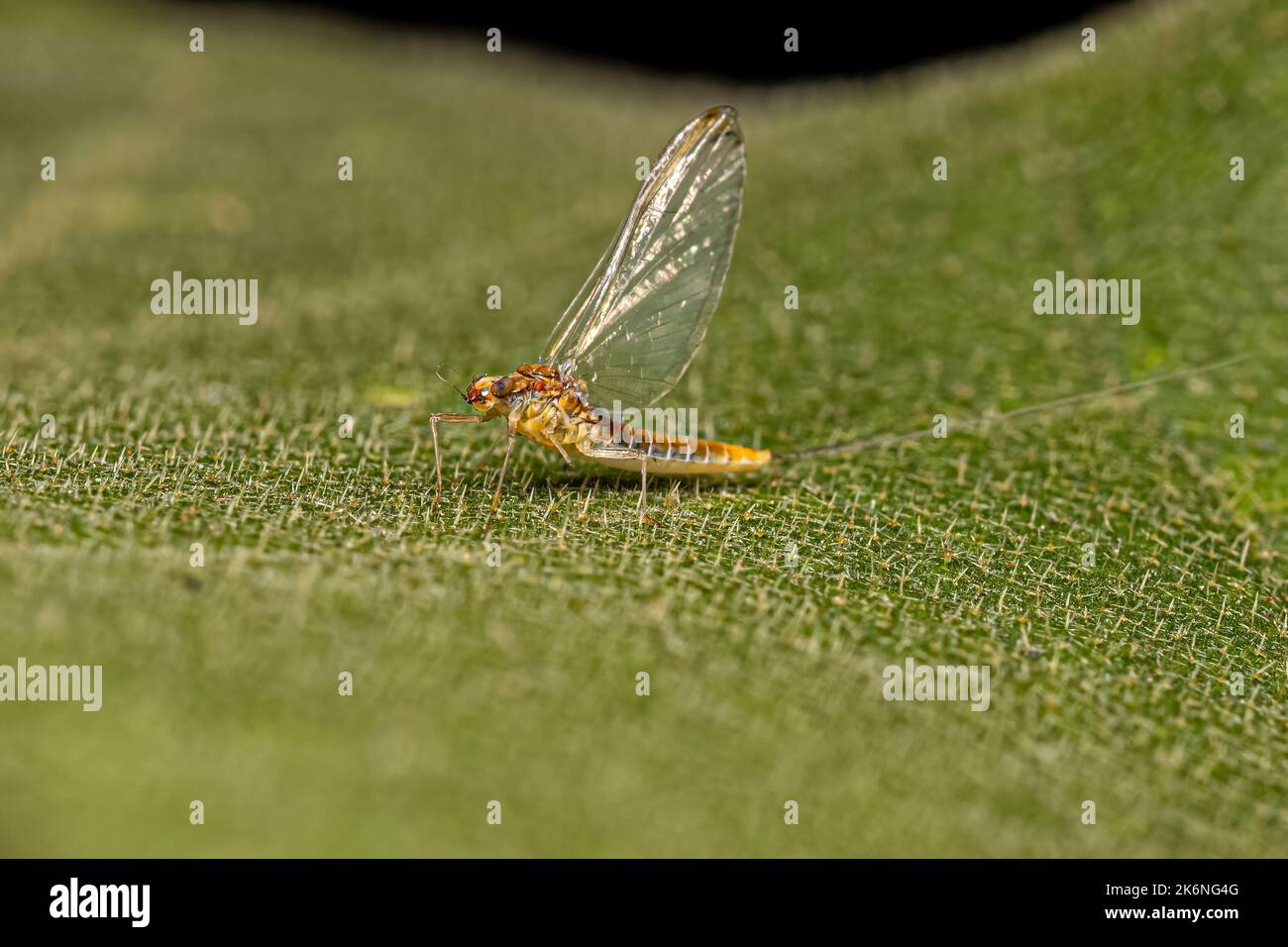 Baetis hi-res stock photography and images - Alamy