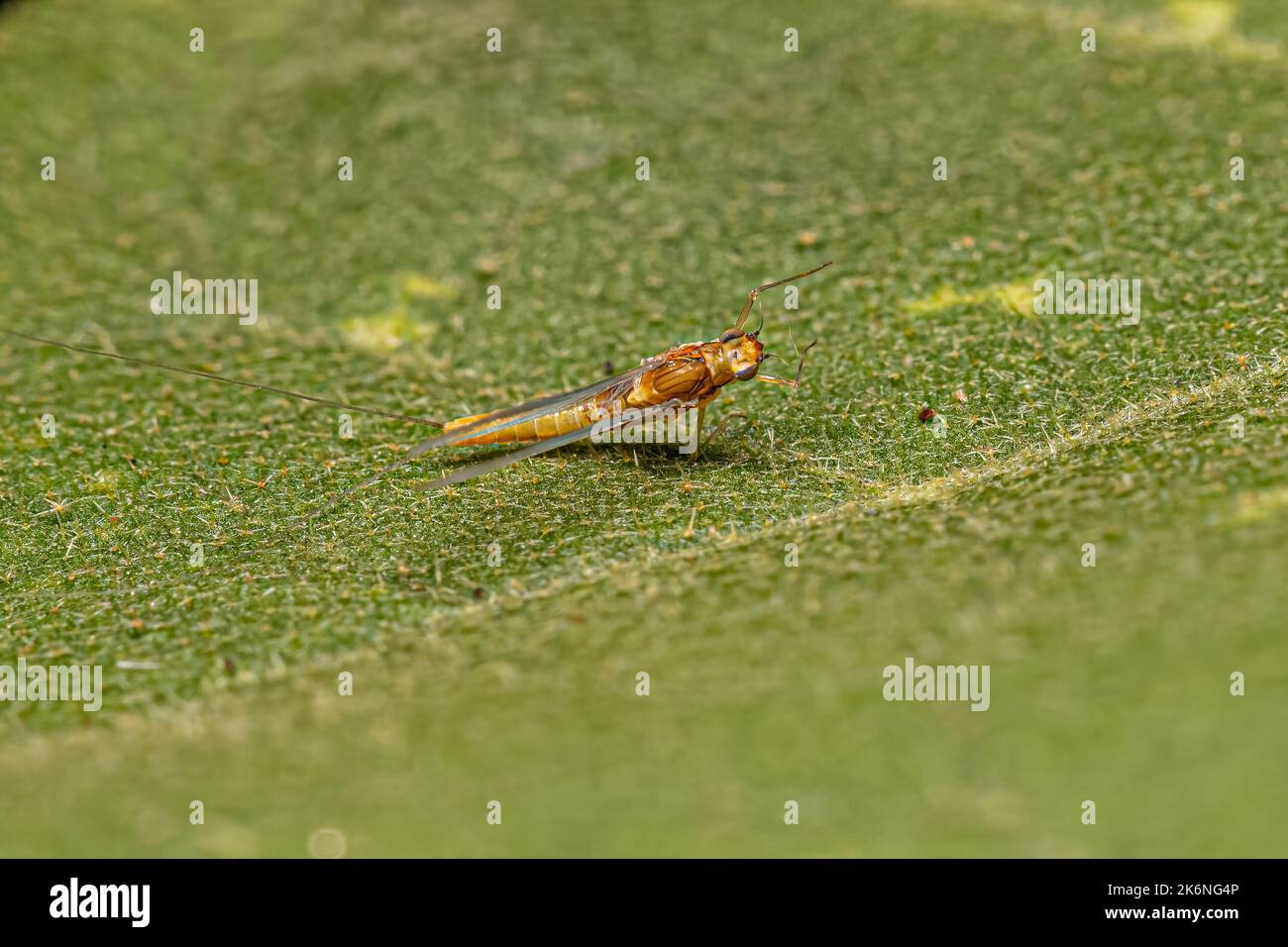 Adult Female Mayfly Insect of the Genus Camelobaetidius Stock Photo - Alamy