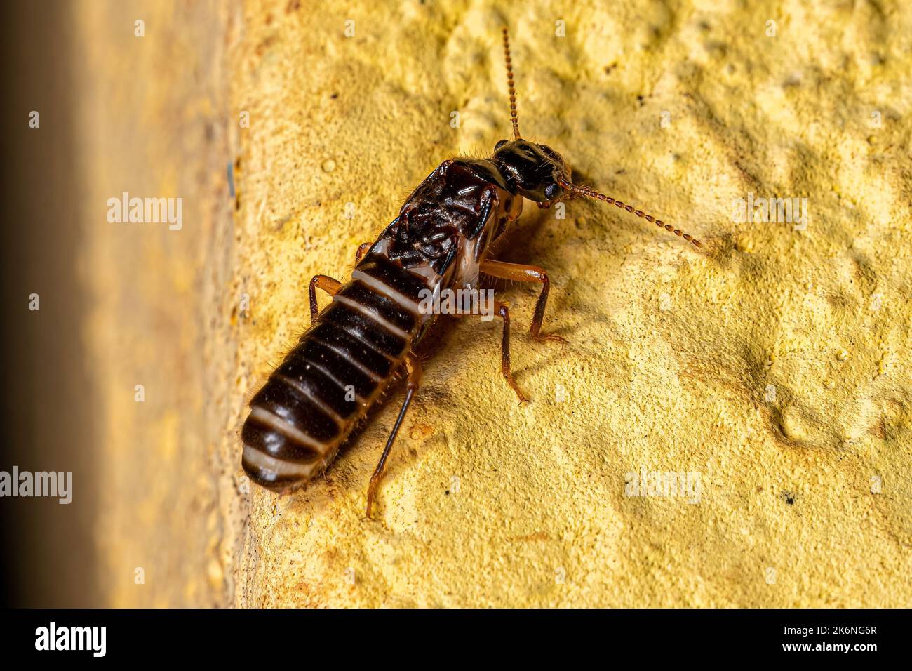 Adult Higher Termite of the Family Termitidae Stock Photo - Alamy