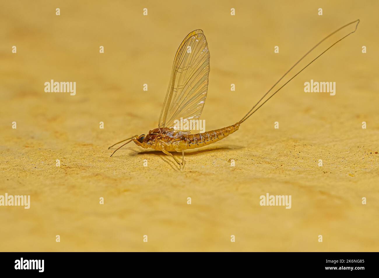 Adult Female Mayfly Insect of the Genus Camelobaetidius Stock Photo - Alamy