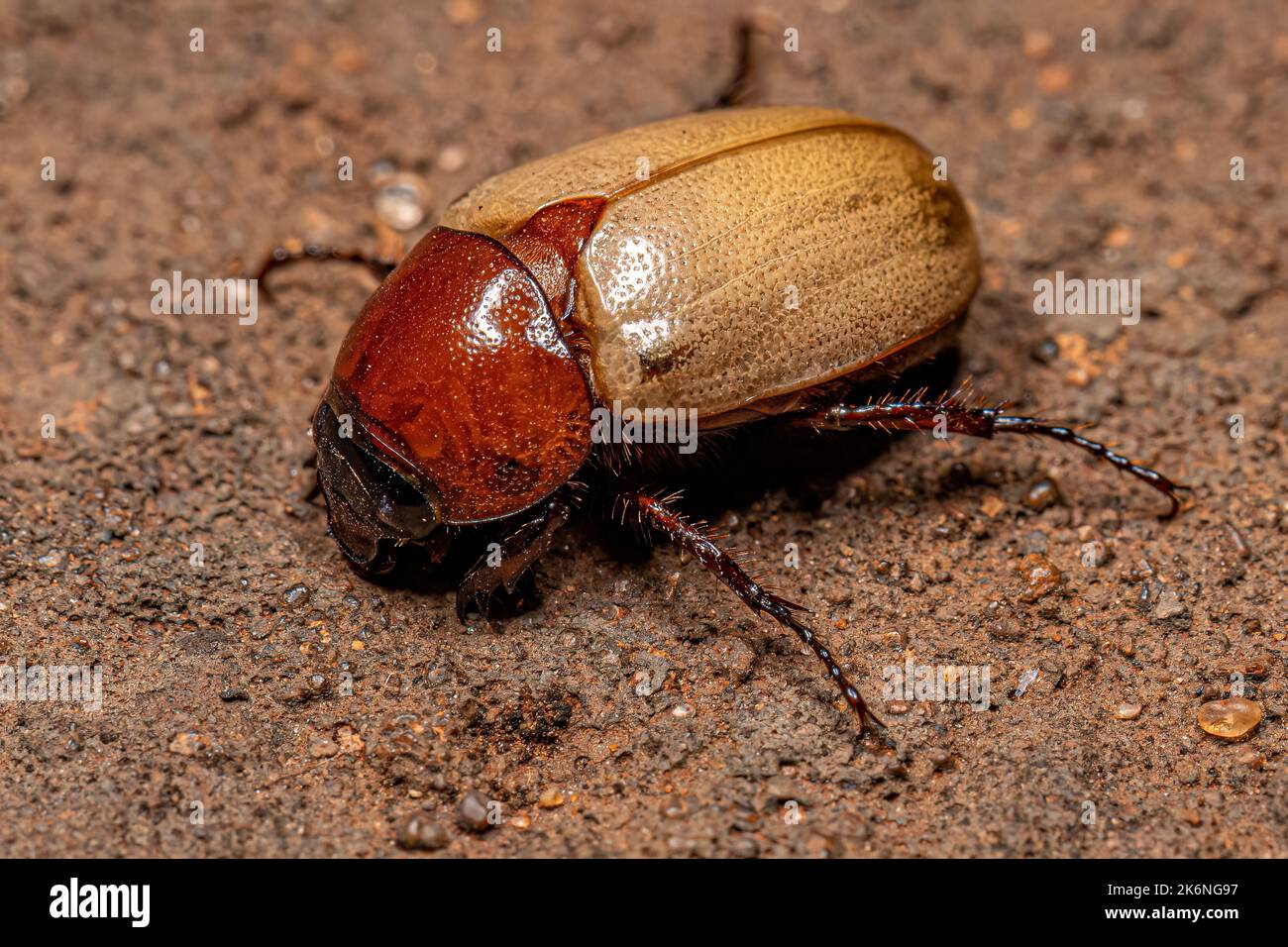 Adult Brown Scarab of the Family Scarabaeidae Stock Photo - Alamy