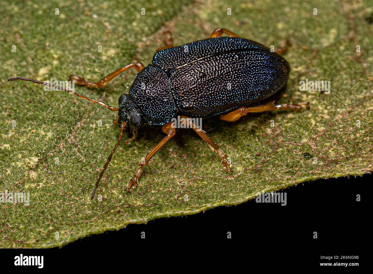 Adult Leaf Beetle of the Subfamily Eumolpinae Stock Photo - Alamy