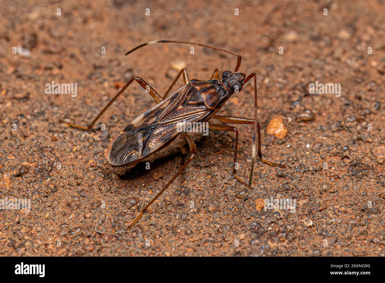 Adult Dirt-colored Seed Bug of the Subfamily Rhyparochrominae Stock ...