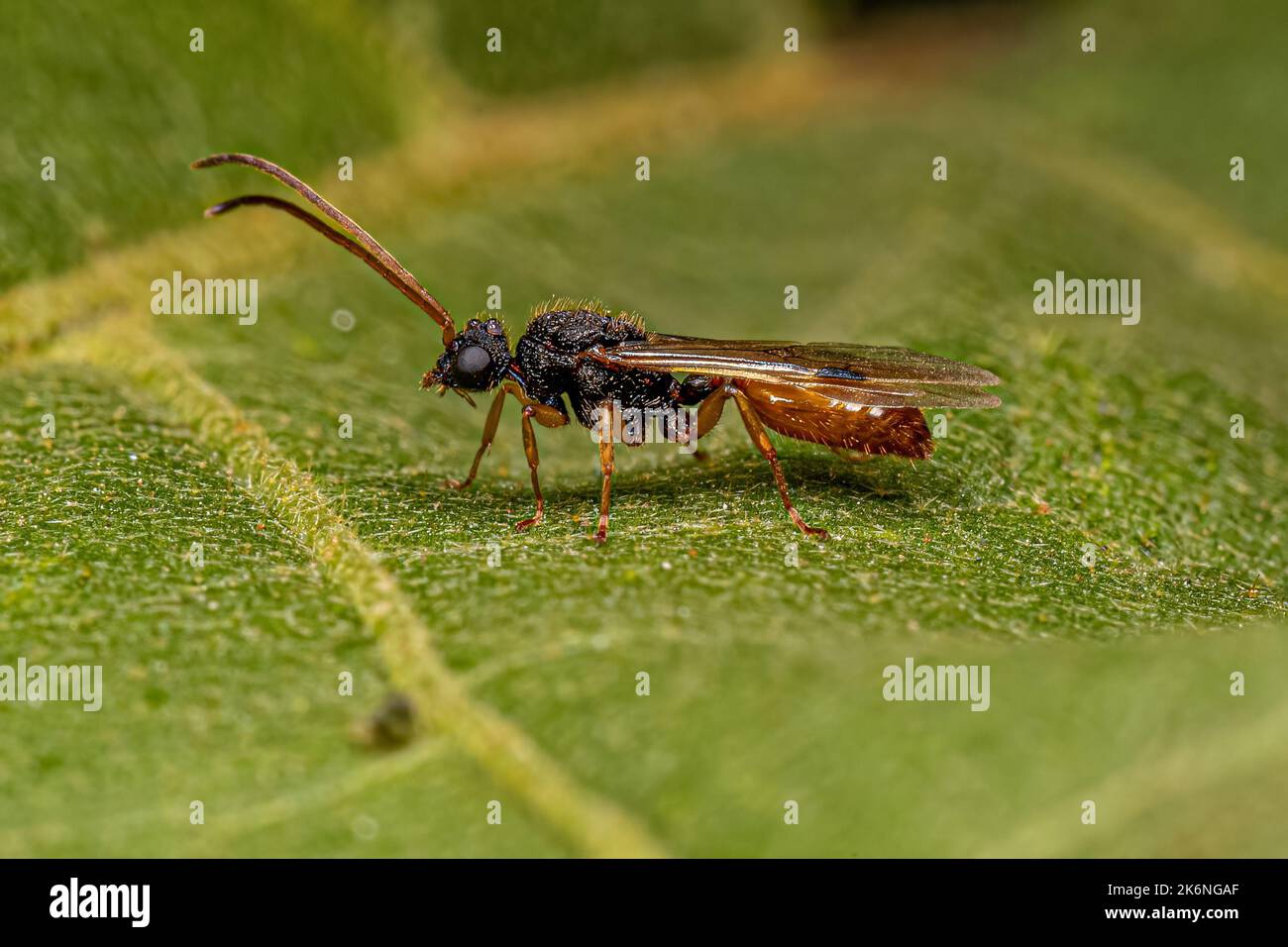 Male queen worker ant hi-res stock photography and images - Alamy