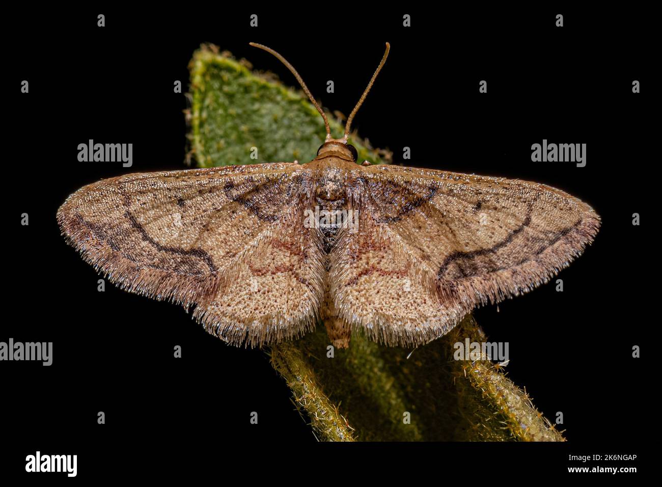 Adult Geometer Moth of the Family Geometridae Stock Photo - Alamy