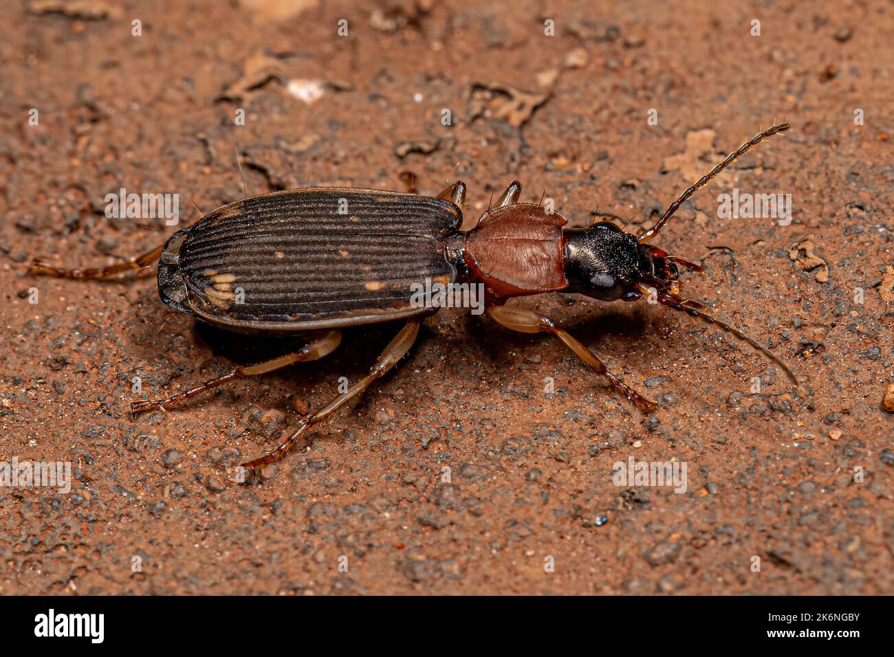 Adult Ground Beetle of the Genus Apenes Stock Photo - Alamy