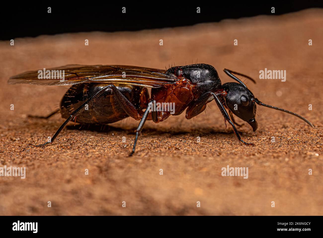 Adult Female Carpenter Queen Ant of the genus Camponotus Stock Photo ...