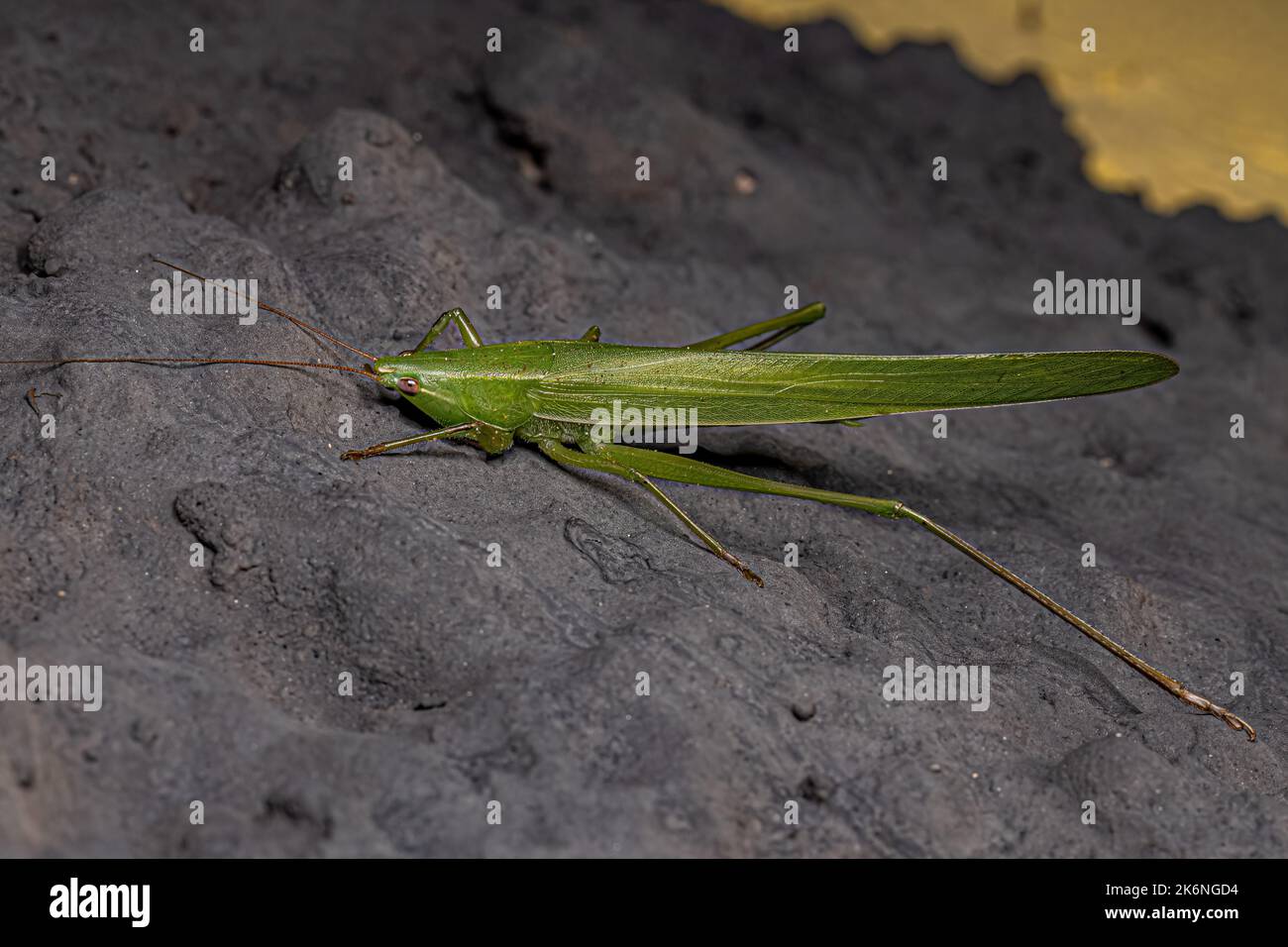 Adult Common Conehead of the Genus Neoconocephalus Stock Photo - Alamy