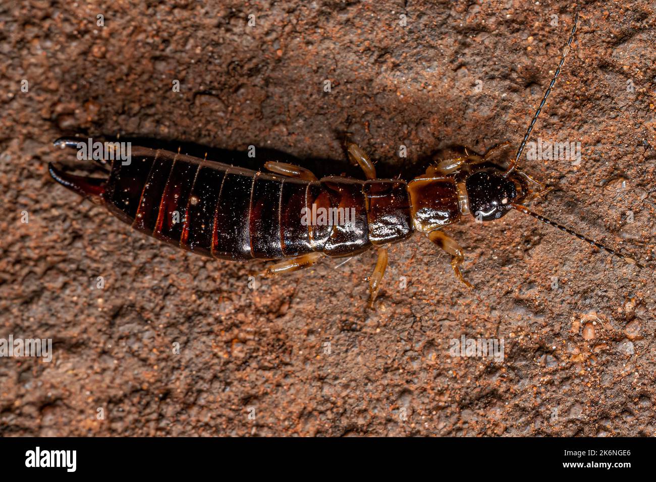 Small Epidermapteran Earwig Insect of the Family Anisolabididae Stock ...