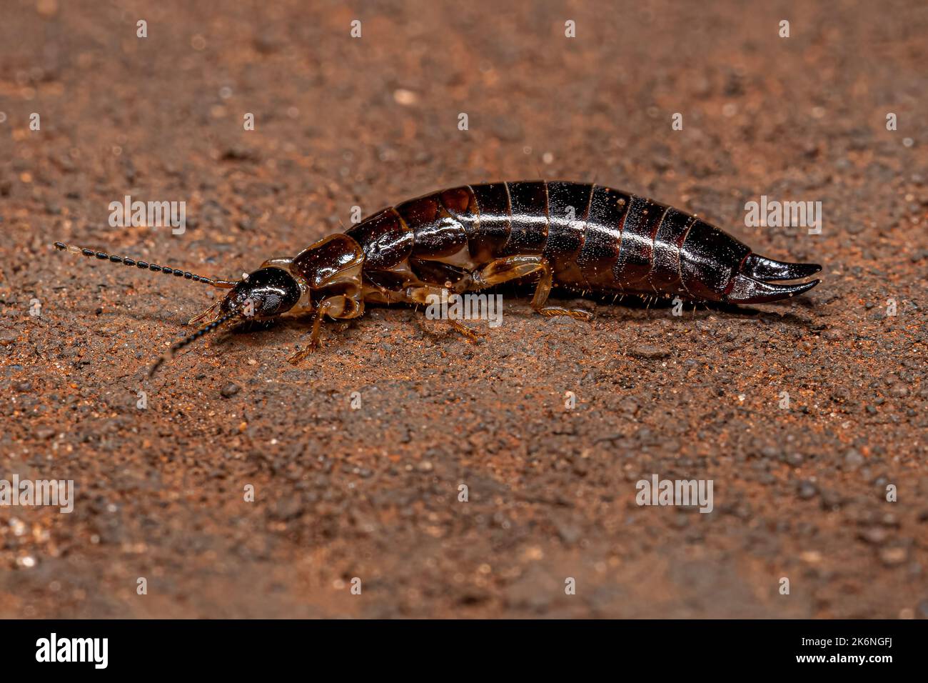 Small Epidermapteran Earwig Insect of the Family Anisolabididae Stock ...