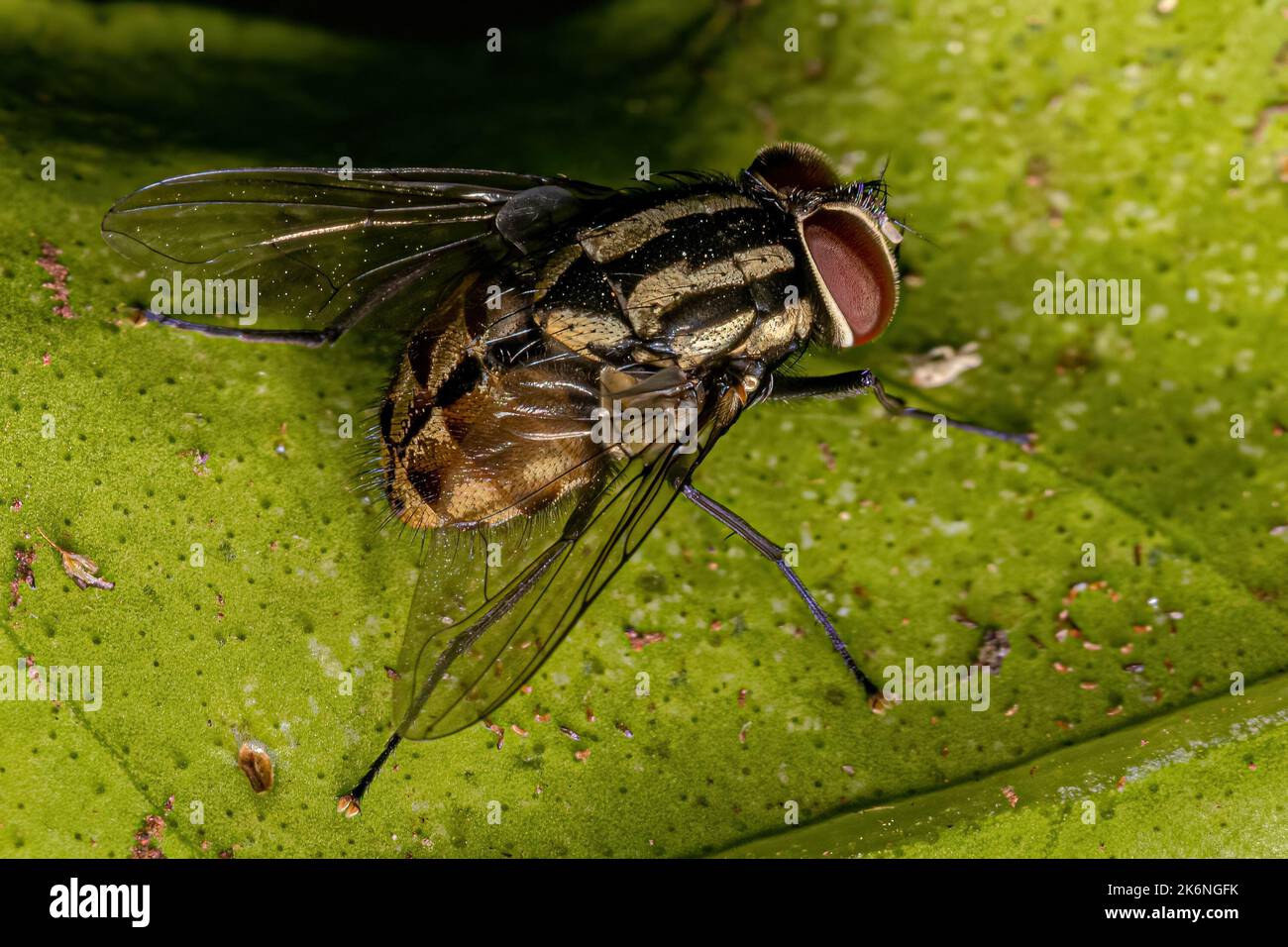Adult Muscoid Fly of the Genus Graphomya Stock Photo - Alamy