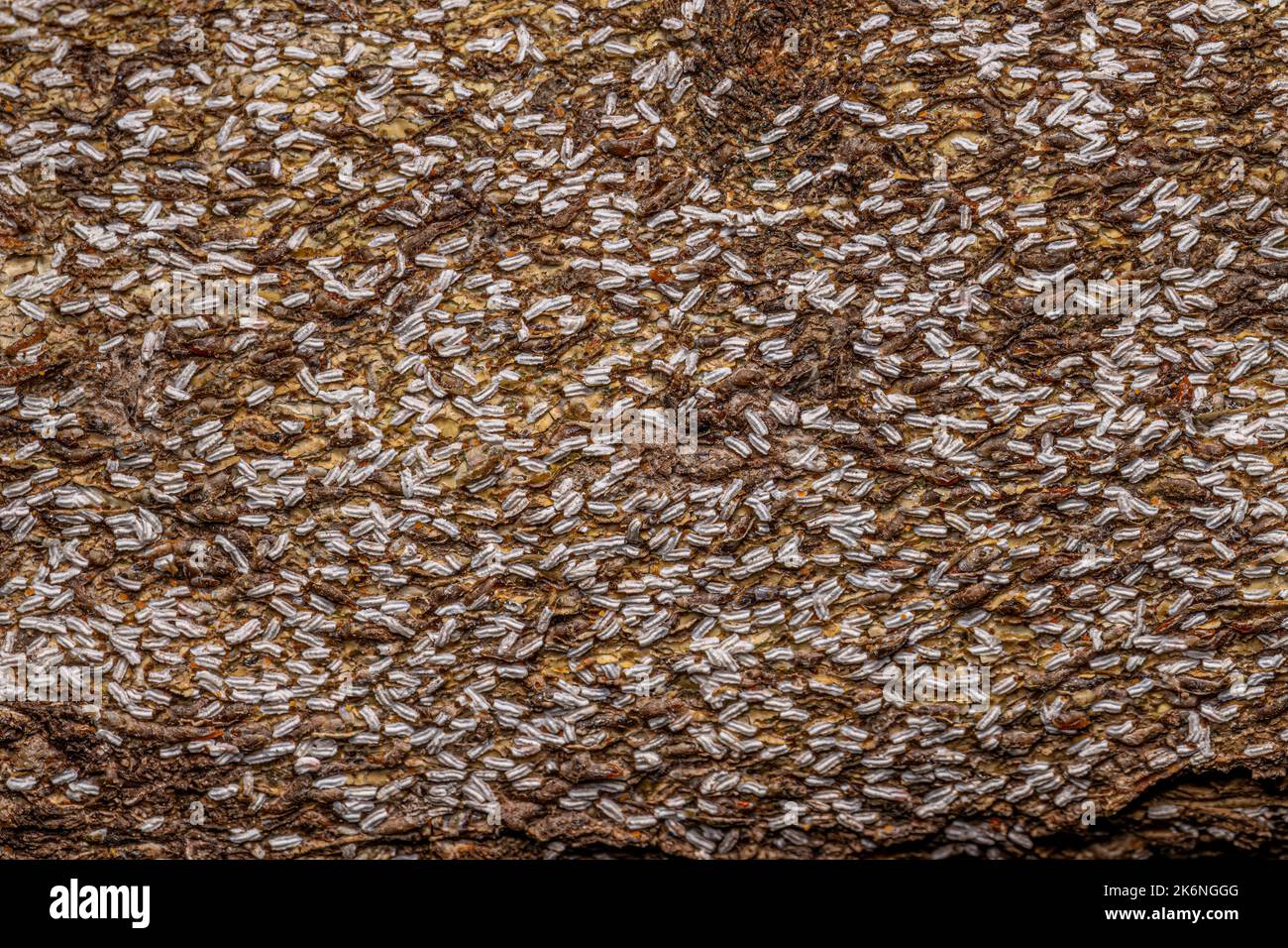 Citrus Snow Scale Insect of the species Unaspis citri Stock Photo - Alamy