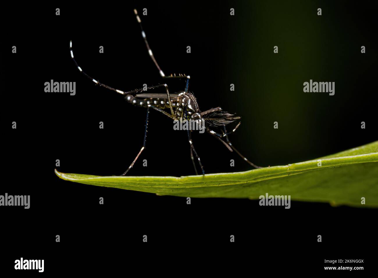 Adult Female Yellow Fever Mosquito of the species Aedes aegypti Stock ...