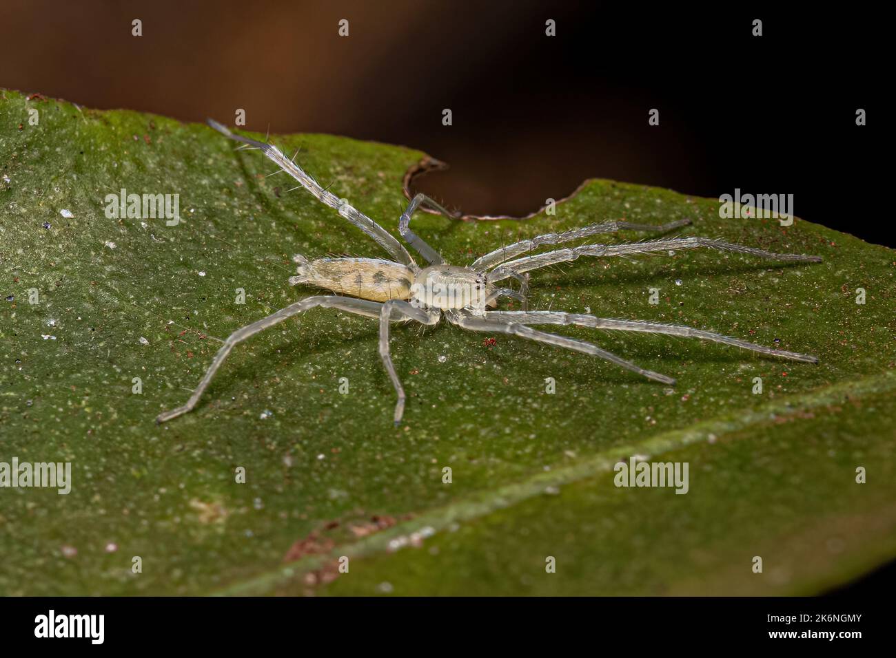Small Ghost Spider of the Family Anyphaenidae Stock Photo - Alamy