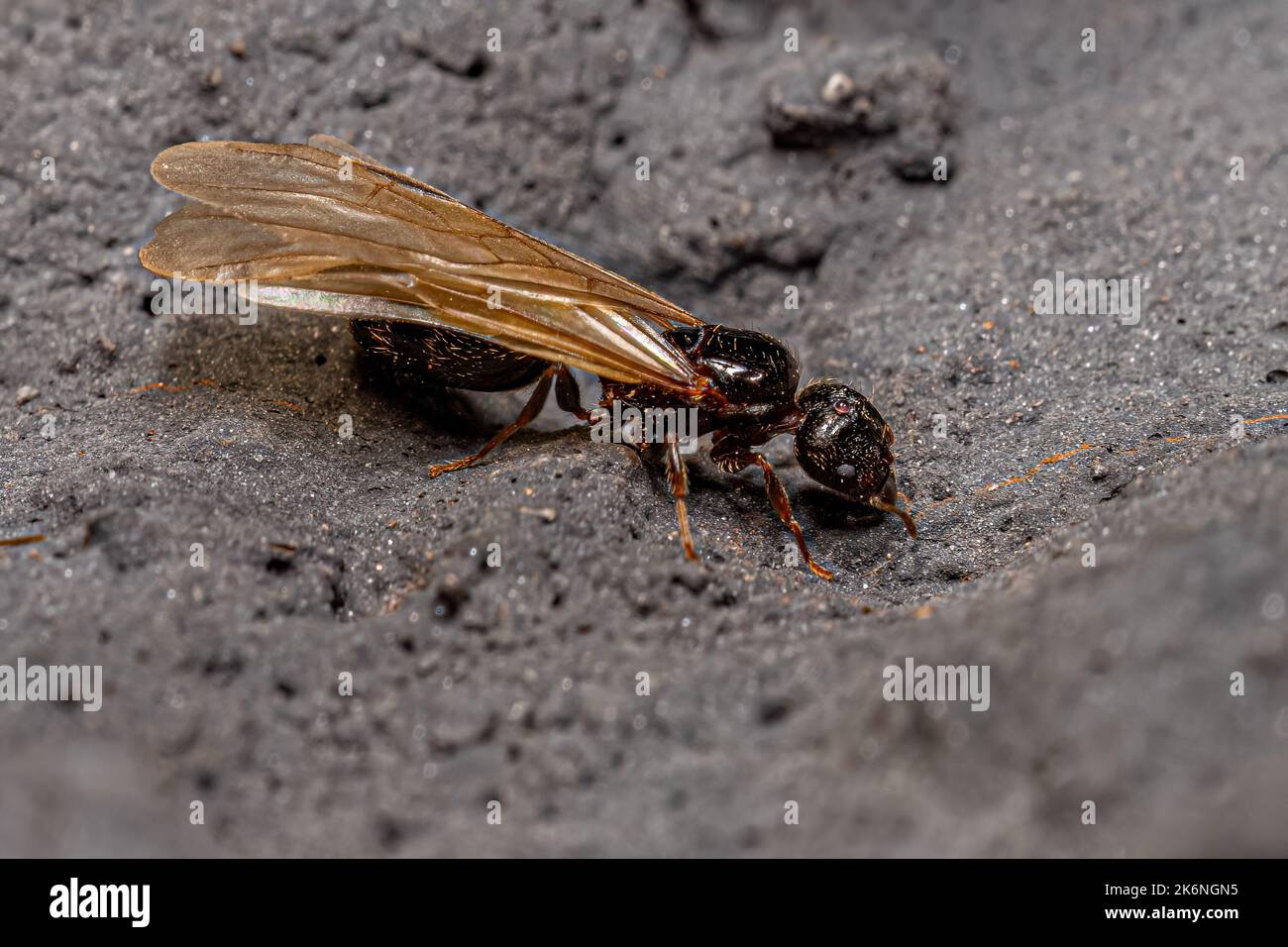Adult Female Big-headed Ant Queen of the Genus Pheidole Stock Photo - Alamy