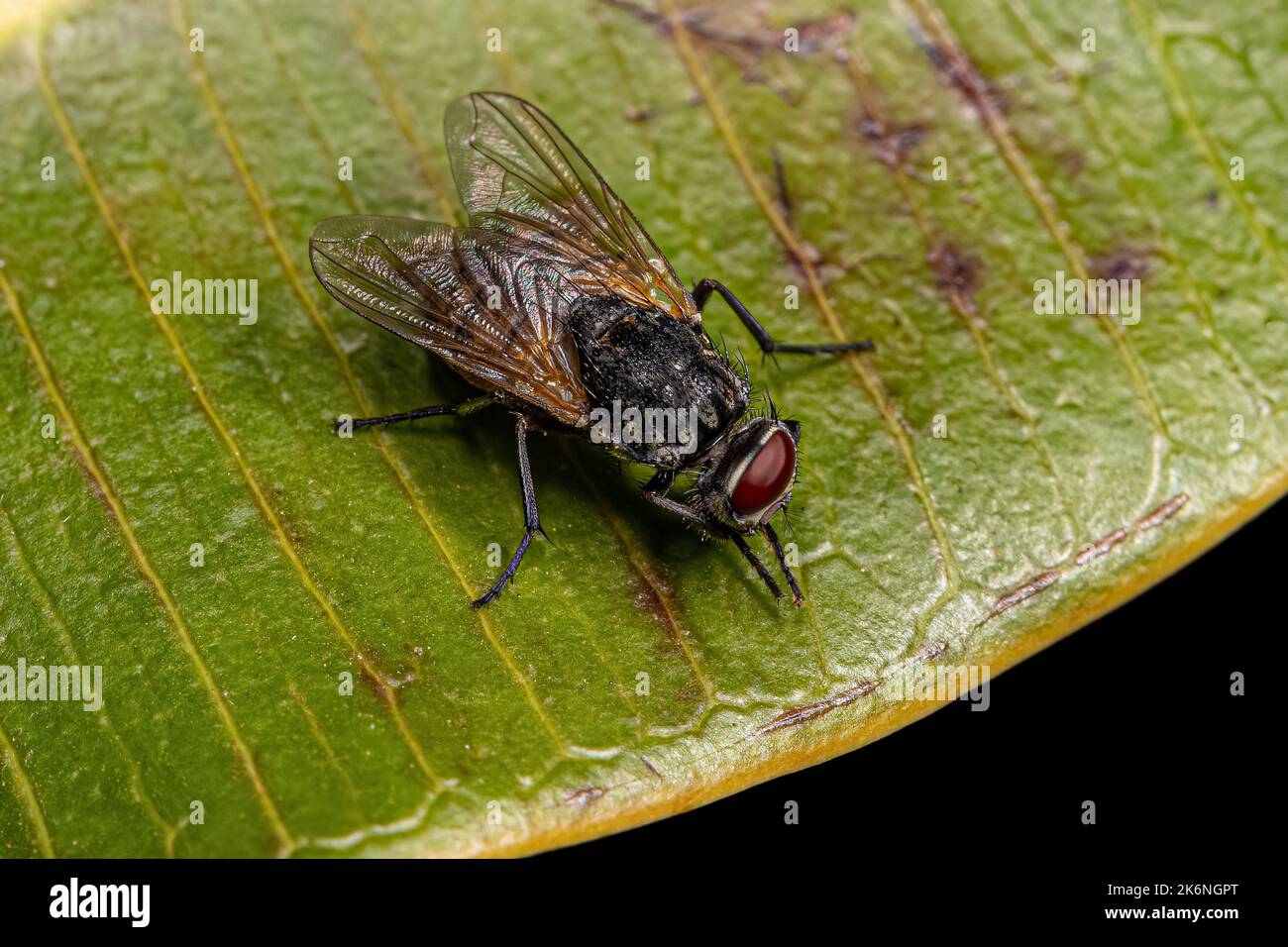 Adult House Fly of the genus Musca Stock Photo - Alamy