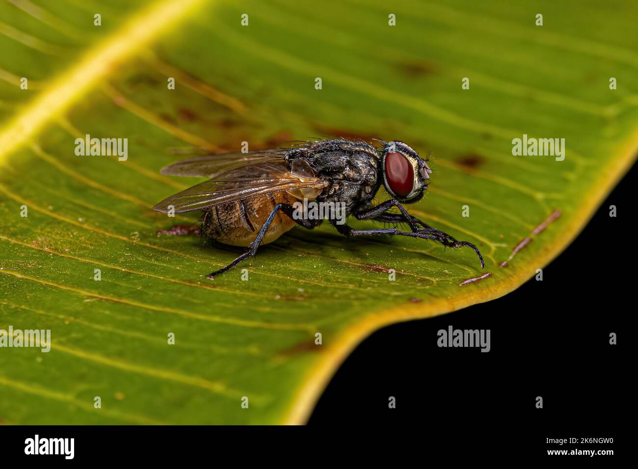 Adult House Fly of the genus Musca Stock Photo - Alamy