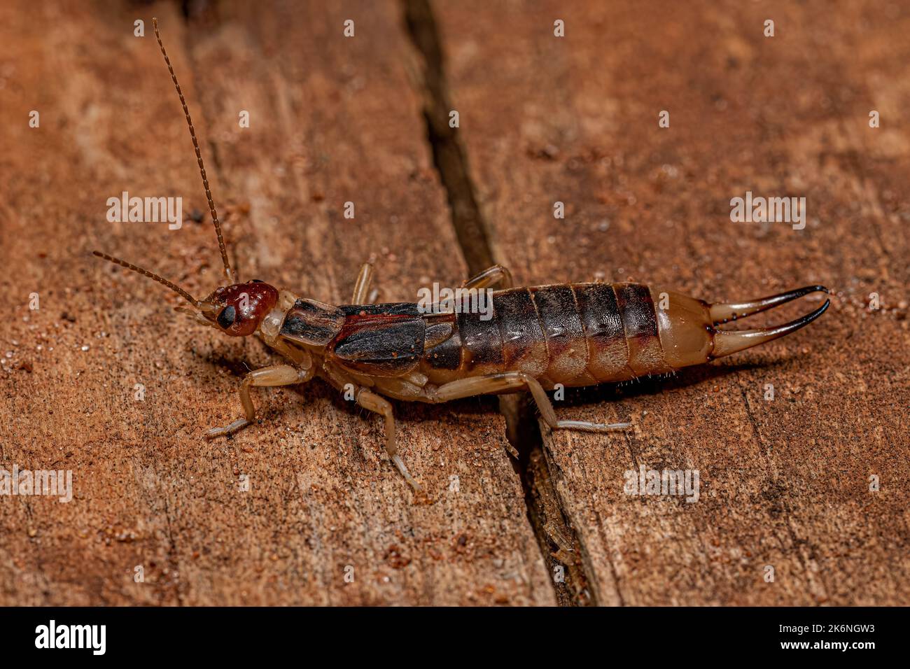 Adult Shore Earwig of the Family Labiduridae Stock Photo - Alamy