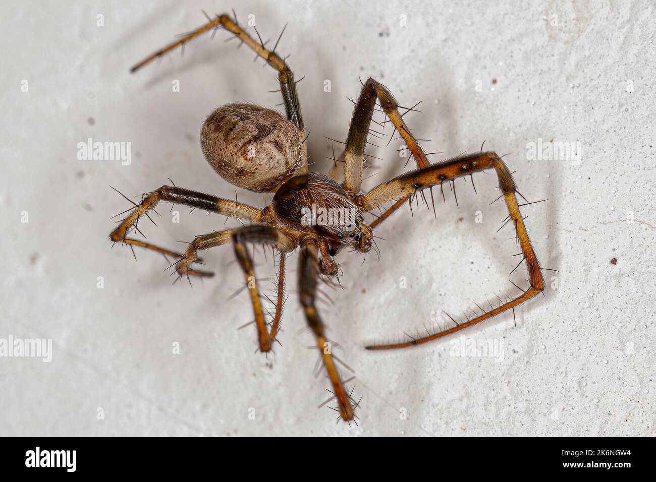 Male Adult Typical Orbweaver Spider of the Genus Metepeira Stock Photo ...
