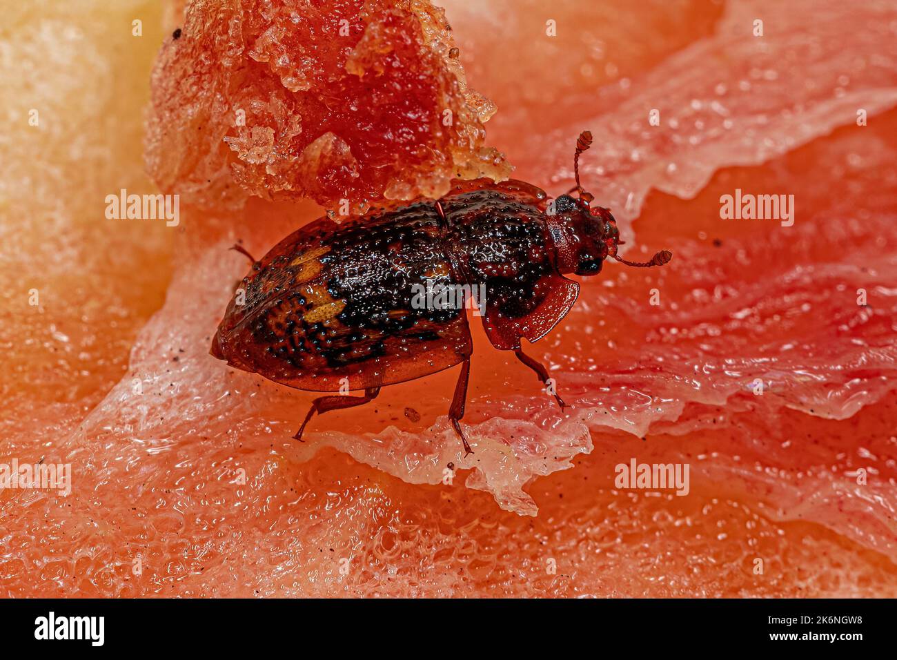 Adult Sap-feeding Beetle of the Family Nitidulidae Stock Photo - Alamy