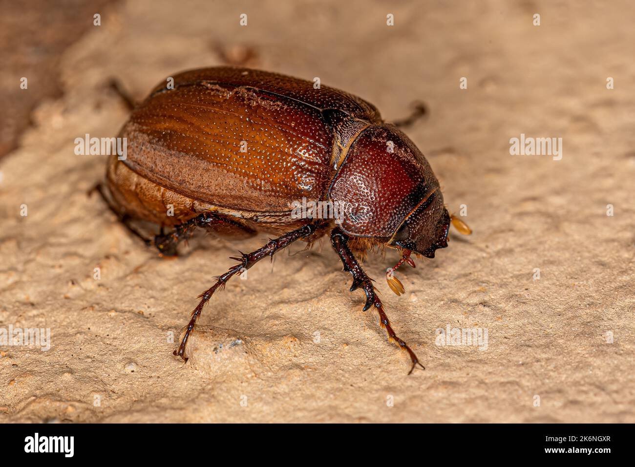 Adult June Beetle of the Subfamily Melolonthinae Stock Photo - Alamy