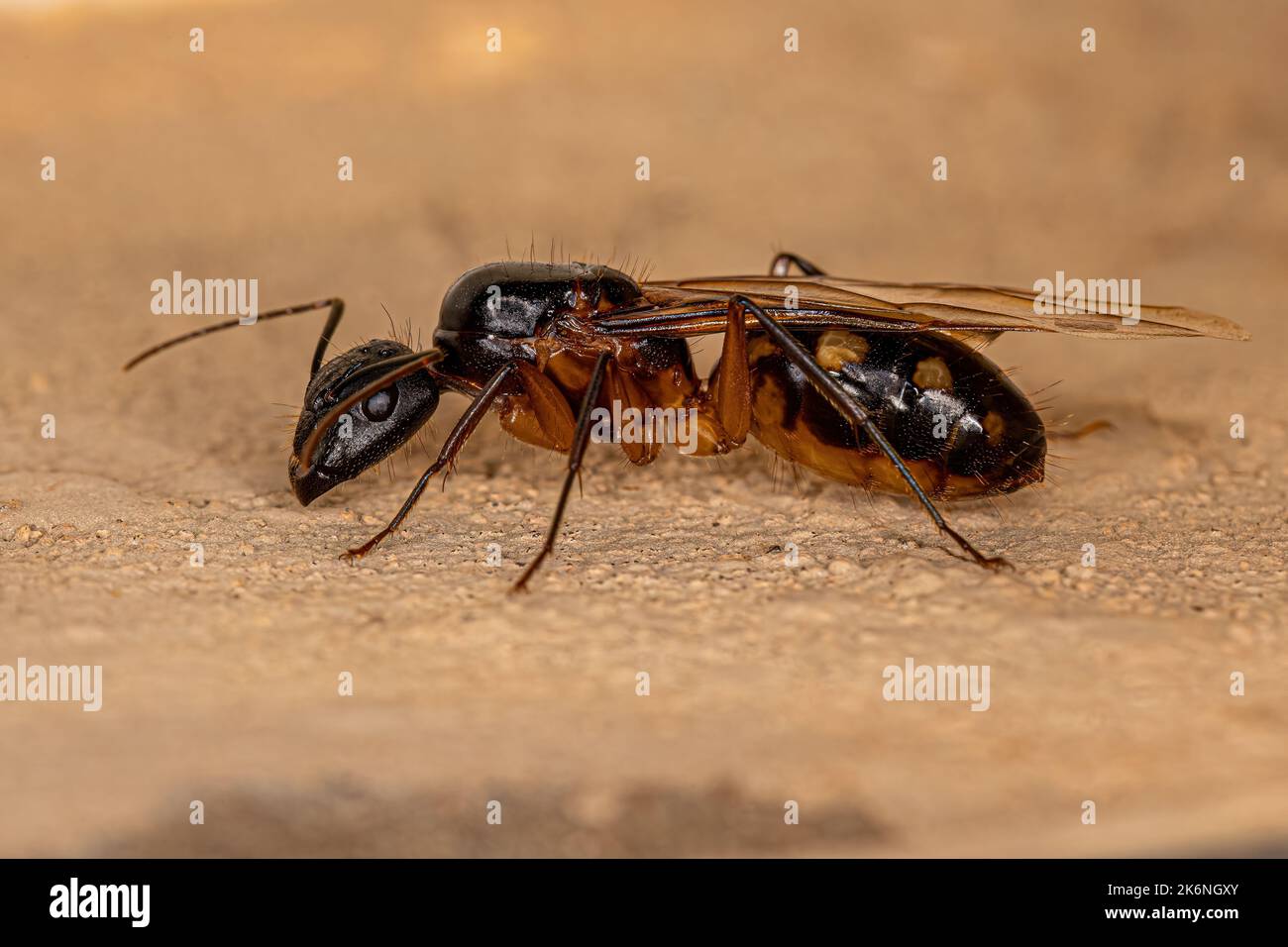Adult Female Carpenter Queen Ant of the genus Camponotus Stock Photo ...