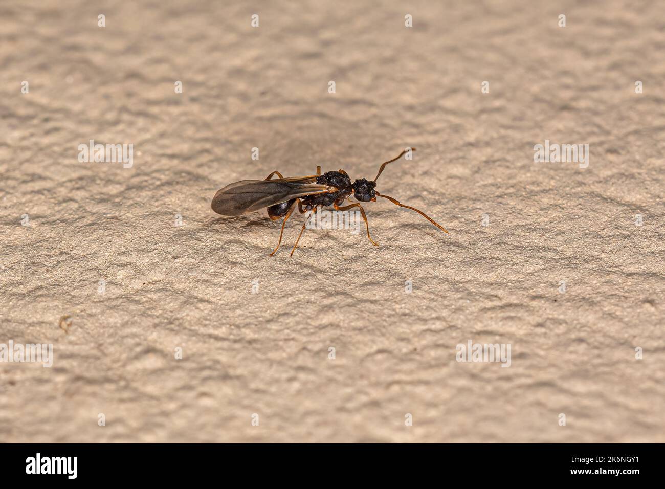 Small Adult Male Fungus-growing Ant of the Genus Cyphomyrmex Stock ...