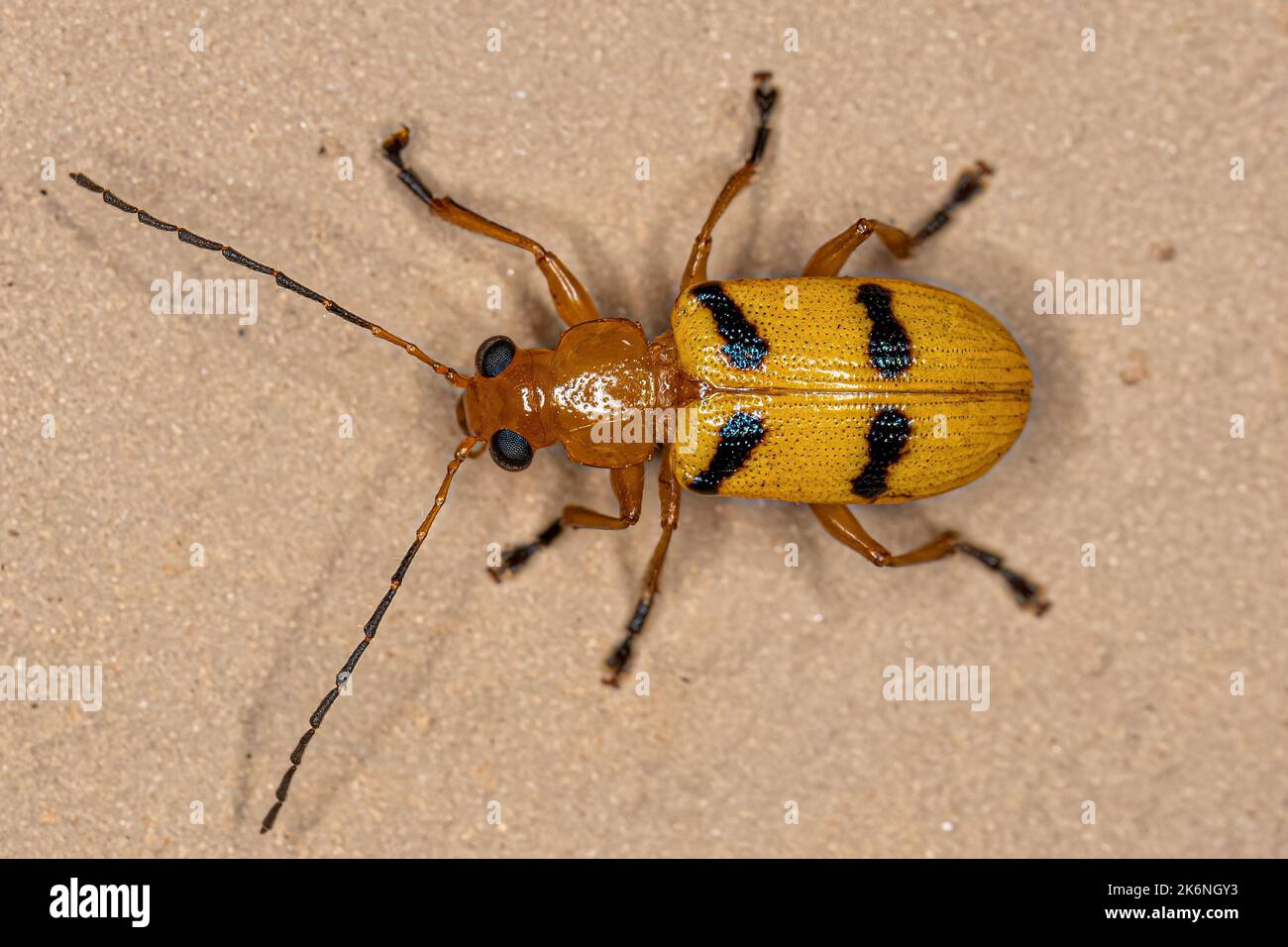 Yellow adult leaf beetle of the species Metaxyonycha parallela Stock ...