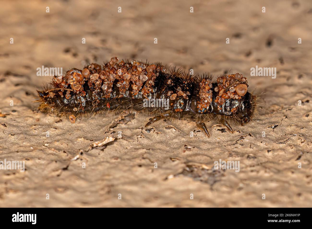 Long-jointed Beetle Larva of the species Lagria villosa Stock Photo - Alamy