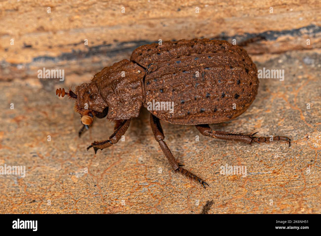 Adult Hide Beetle of the species Omorgus suberosus Stock Photo - Alamy