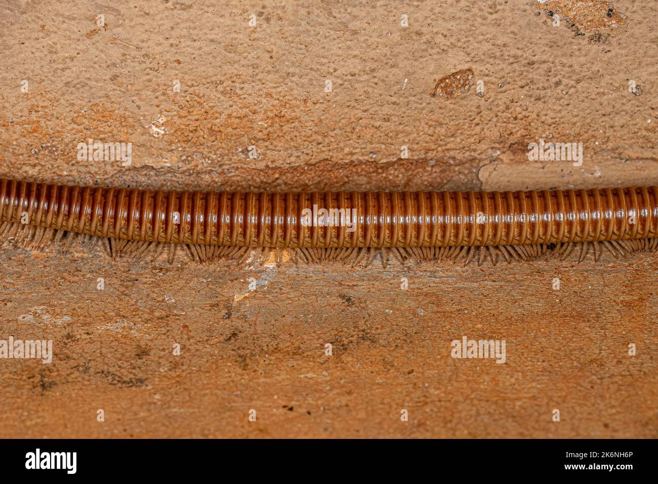 Arthropod class hi-res stock photography and images - Alamy