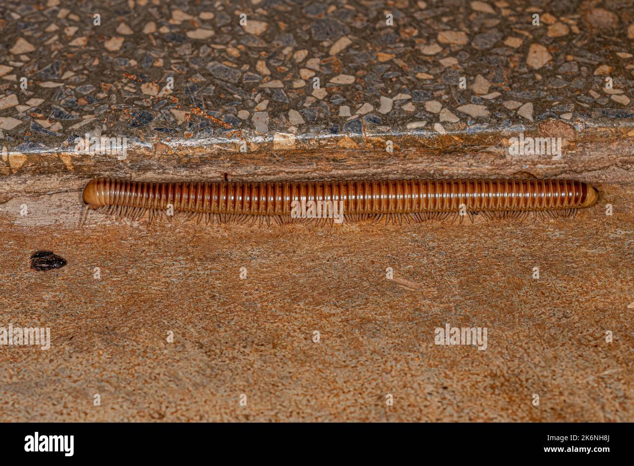 Snake millipedes hi-res stock photography and images - Alamy
