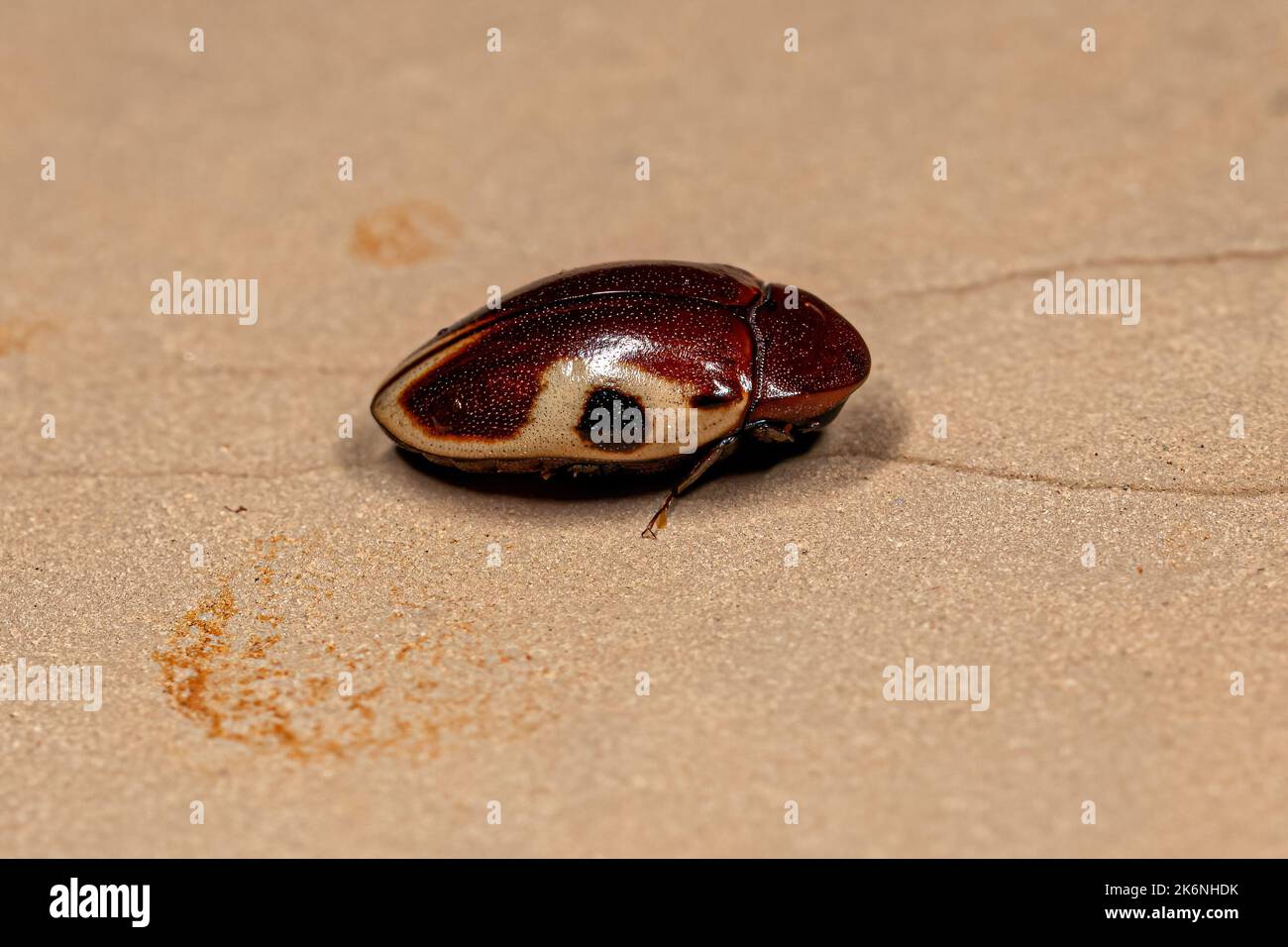 Adult Turtle Beetle of the species Chelonarium ornatum Stock Photo - Alamy