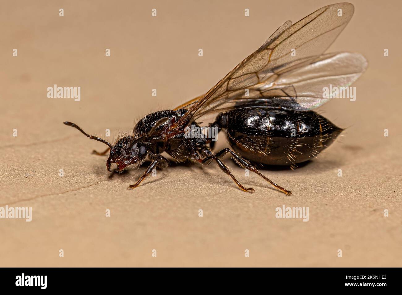 Adult Female Cocktail Ant of the Genus Crematogaster Stock Photo - Alamy