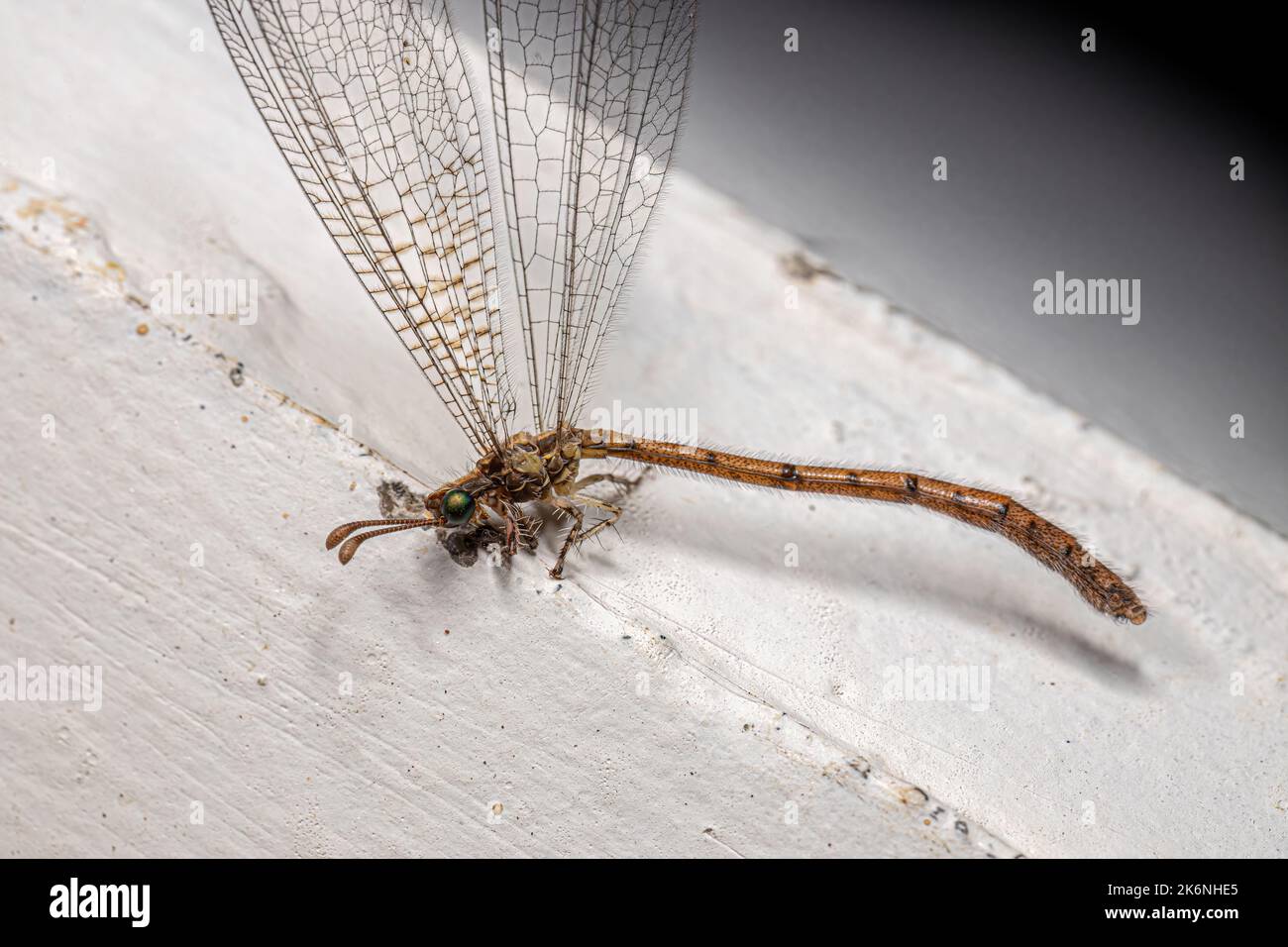 Adult Antlion Insect of the Family Myrmeleontidae Stock Photo - Alamy