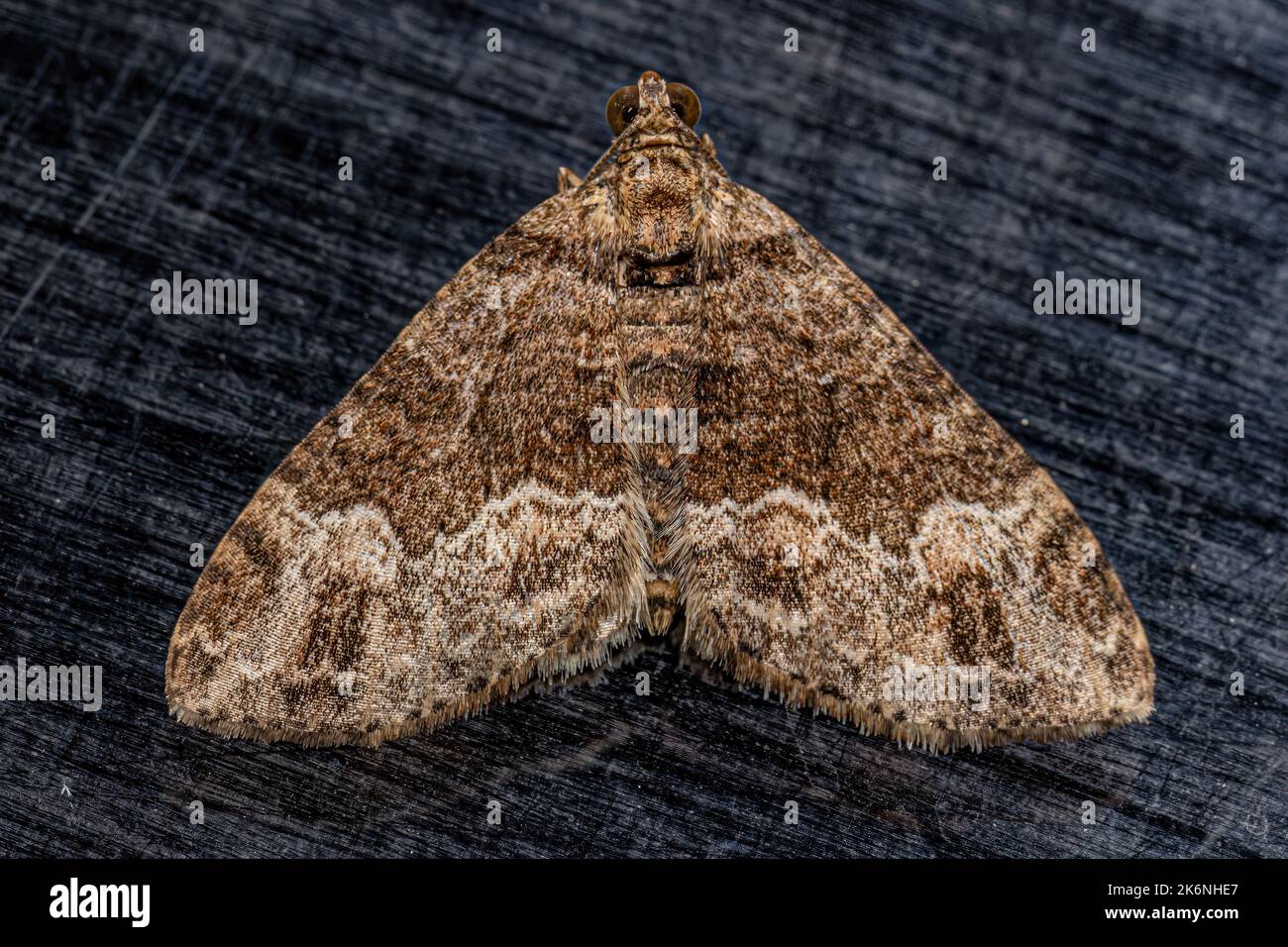 Adult Carpet Moth of the Subfamily Larentiinae Stock Photo - Alamy