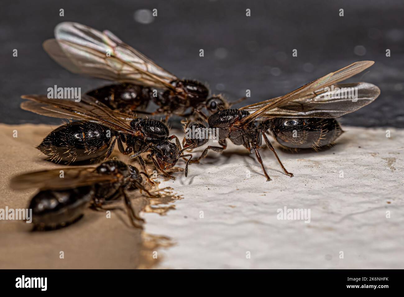 Adult Female Cocktail Ant of the Genus Crematogaster Stock Photo - Alamy