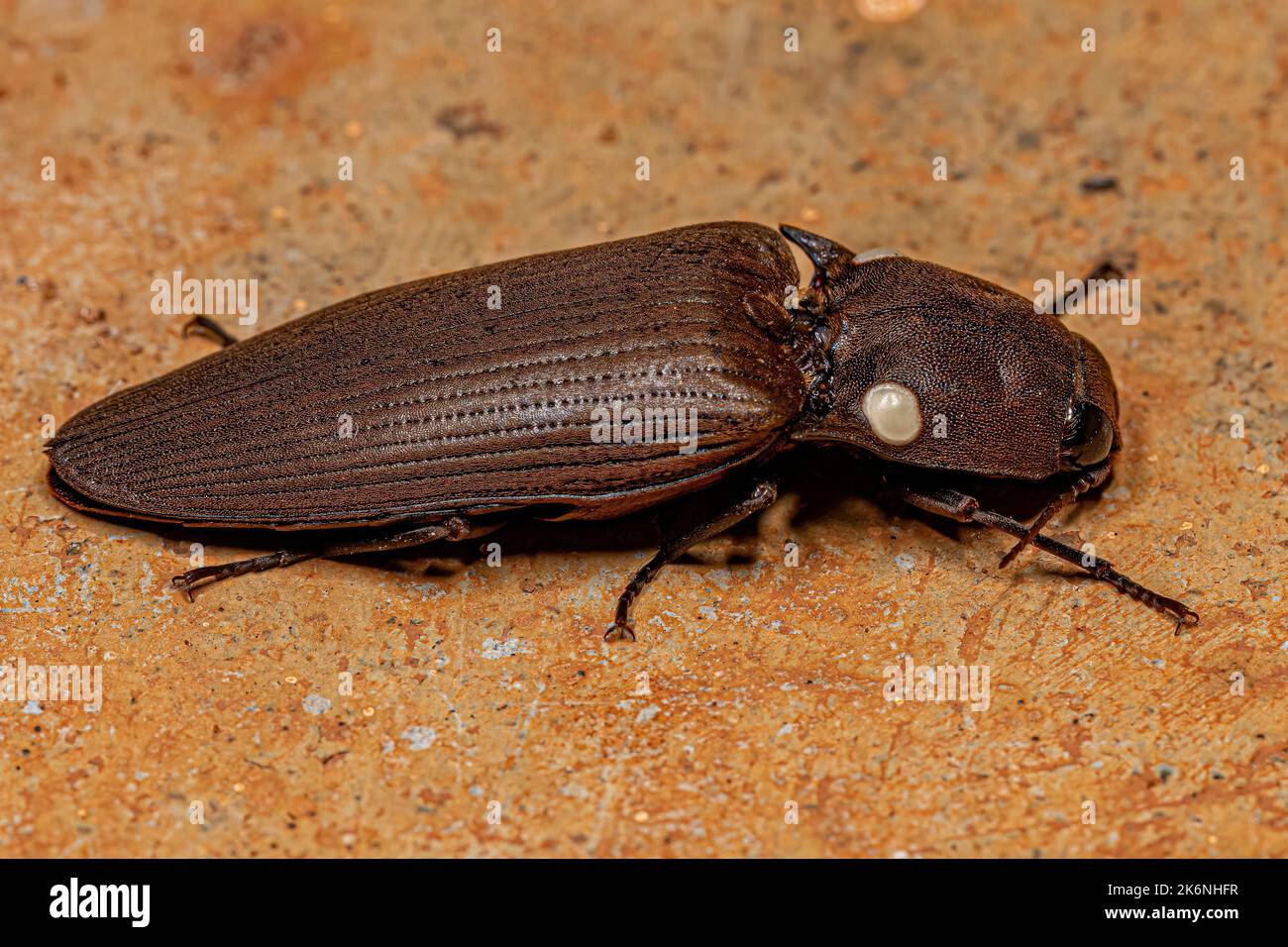 Adult Fire Click Beetle of the Tribe Pyrophorini Stock Photo - Alamy